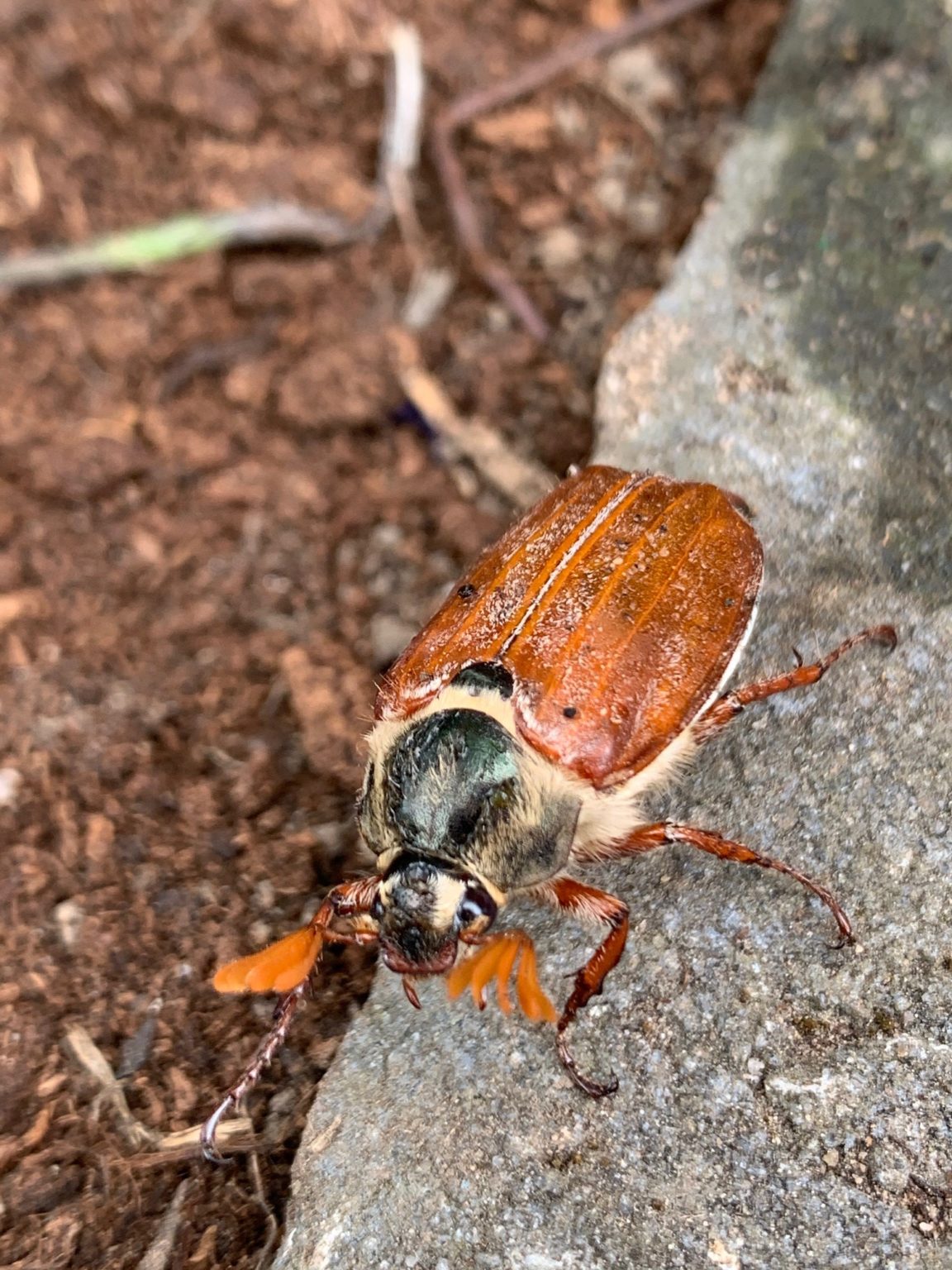 The Beetles – Joleen Meadows